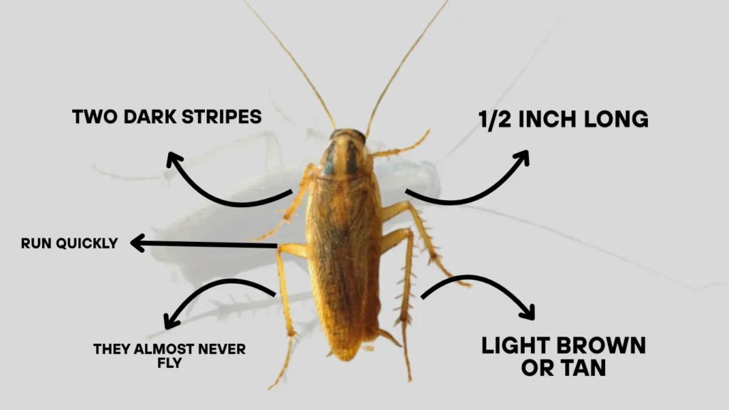 German Cockroach Identification With Images