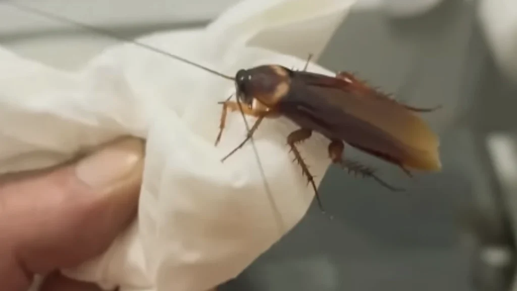 American Cockroach: Size, Identification, Life Cycle & Stages
