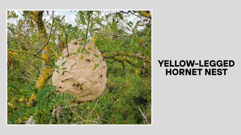 15 Types of Hornet Nests: Identification With Pictures