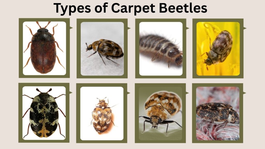 12 Types of Carpet Beetles: Identification with Images