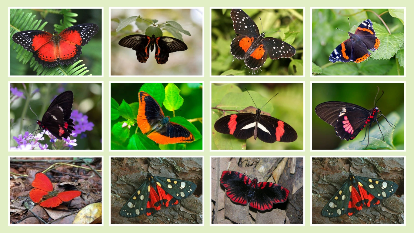 30 types of Butterfly: Identification with Images
