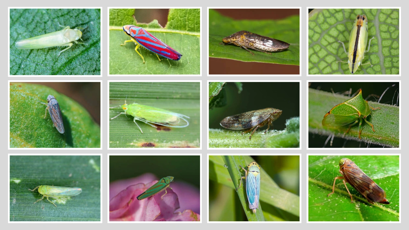20 Common Types of Leafhoppers: Identification With Pictures