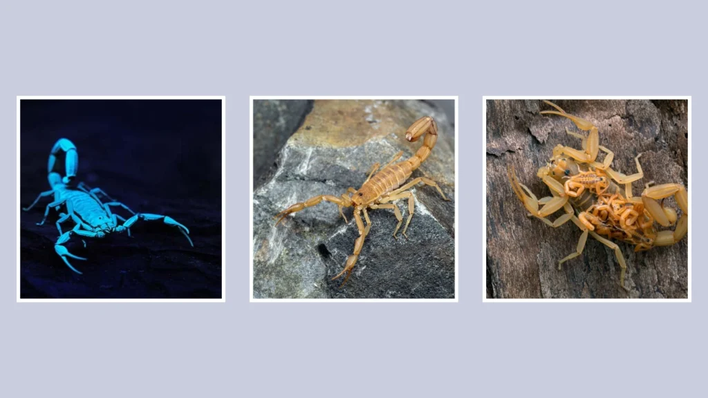 Arizona Bark Scorpion: Identification, Habitat, Sting Symptoms & Facts