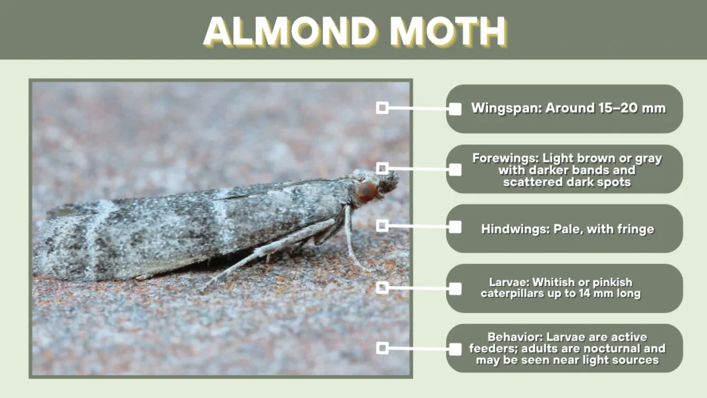 6 Types of Pantry Moths: Identification With Pictures