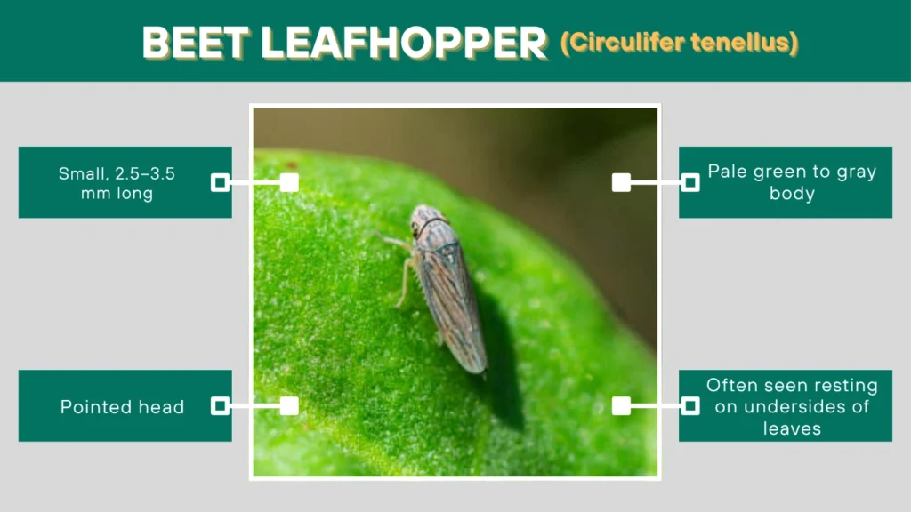 20 Common Types of Leafhoppers: Identification With Pictures