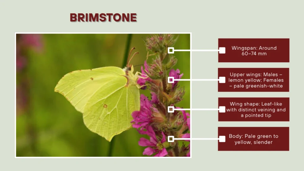 12 Common British Butterflies: Identification With Pictures