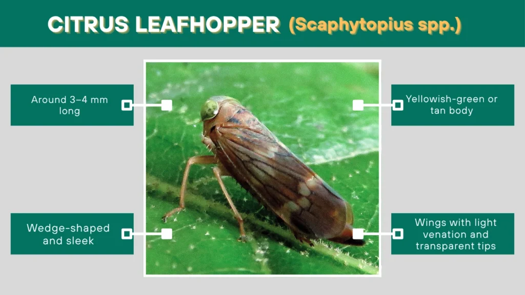 20 Common Types of Leafhoppers: Identification With Pictures