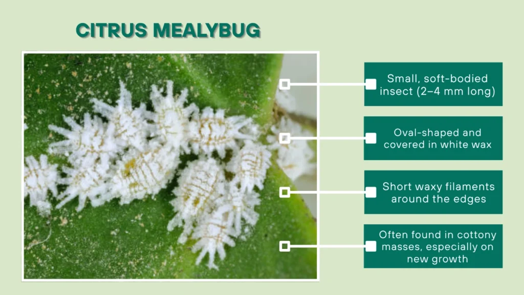 12 Common Types of Mealybugs: Identification, Habitats & Signs