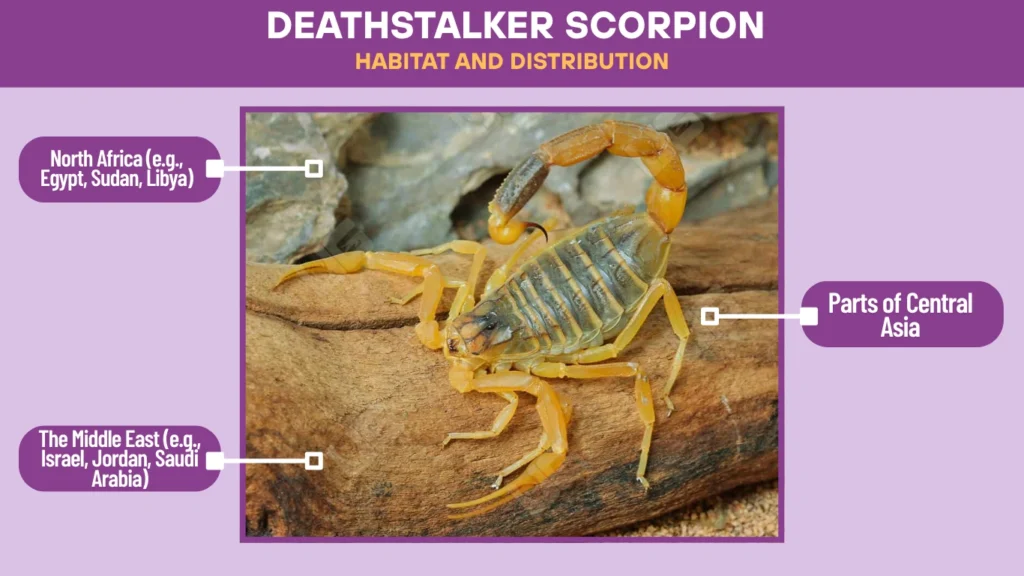 Deathstalker Scorpion: Identification, Venom, Habitat, and Facts