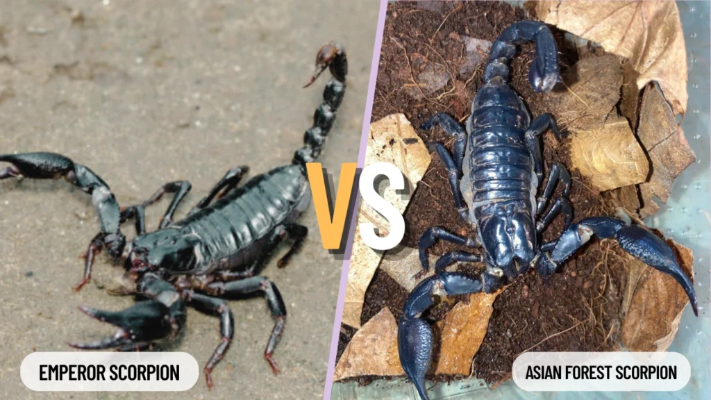 Emperor Scorpion: Identification, Behavior, Habitat, & Picture