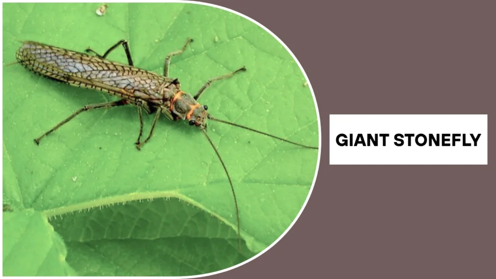 23 Common Types of Stoneflies: Identification with Pictures
