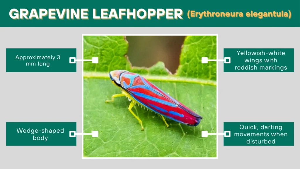 20 Common Types of Leafhoppers: Identification With Pictures