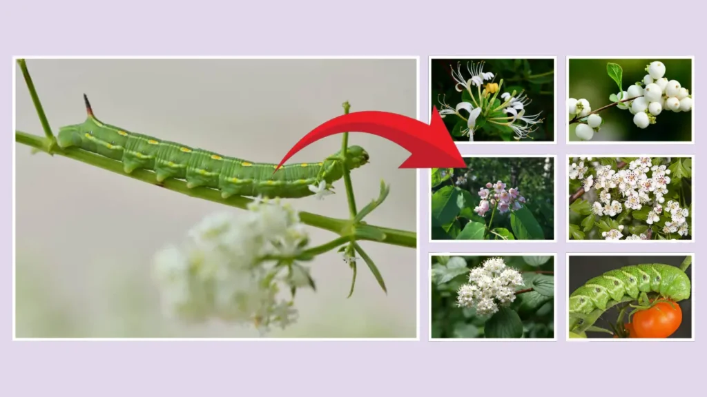 Hummingbird Moth Caterpillar: Types, Diet, Egg, Pictures