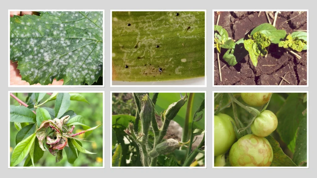 Thrips on Plants: How to Control Them Effectively