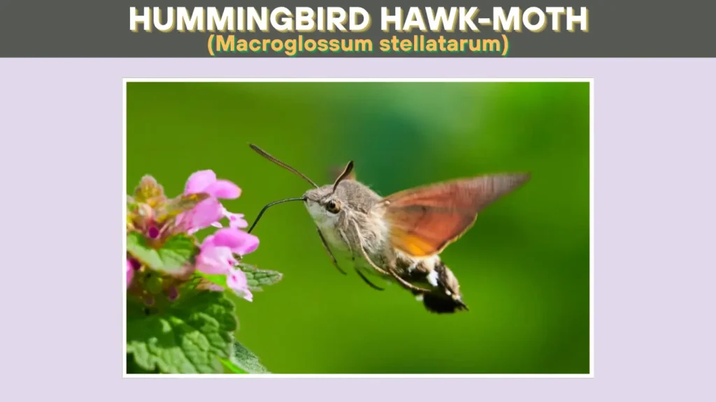 4 Moths That Looks Like a Small Hummingbird: ID & Name