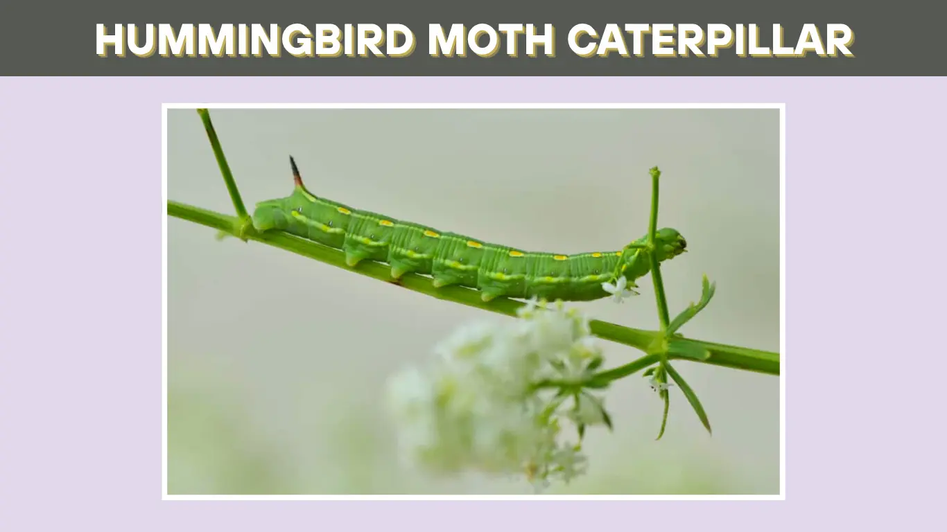 Hummingbird Moth Caterpillar: Types, Diet, Egg, Pictures