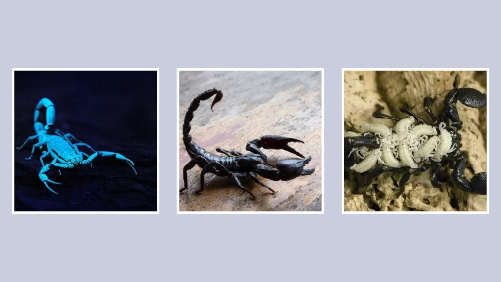 Emperor Scorpion: Identification, Behavior, Habitat, & Picture