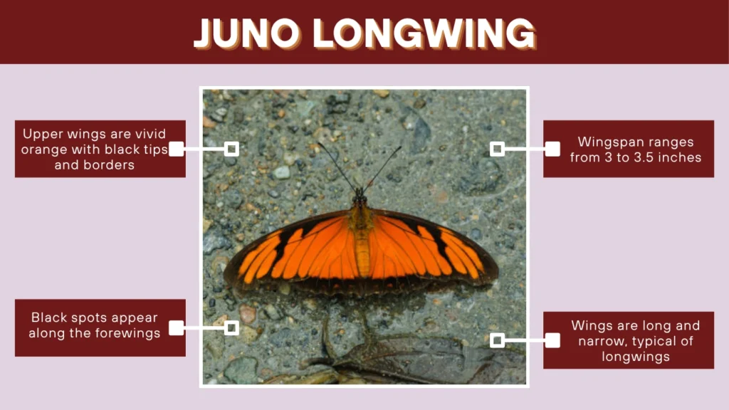 15 Beautiful Orange Butterflies: Identification With Images and Names