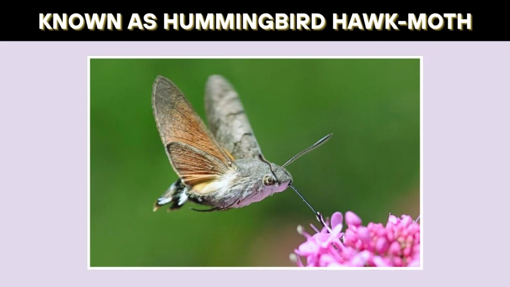 17 Unknown Facts About Hummingbird Moths: with Pictures