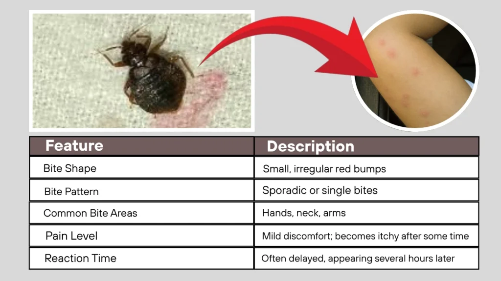 Bed Bug Bite Identification Chart With Pictures