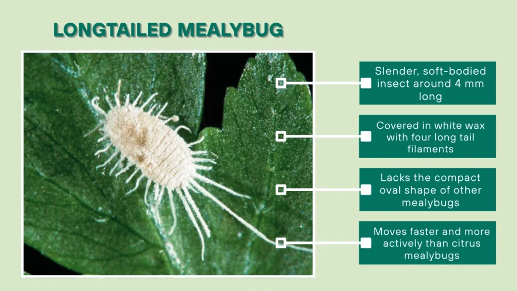 12 Common Types of Mealybugs: Identification, Habitats & Signs