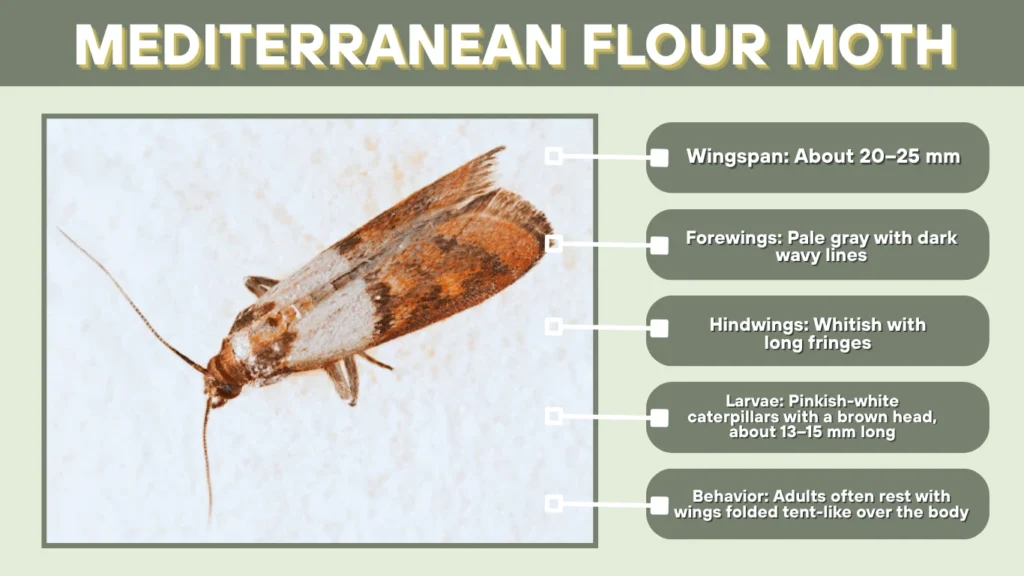 6 Types of Pantry Moths: Identification With Pictures