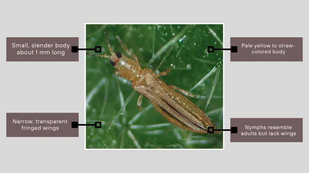 25 Types of Thrips: Identification With Name & Pictures