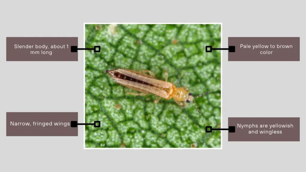 25 Types of Thrips: Identification With Name & Pictures