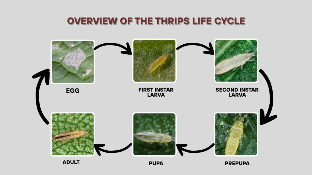 Thrips Life Cycle Stages Egg Duration And More
