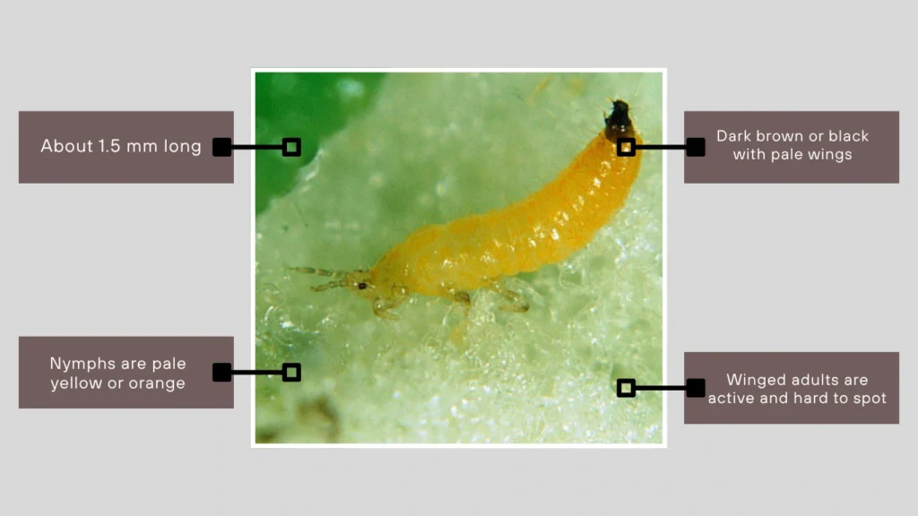 25 Types of Thrips: Identification With Name & Pictures
