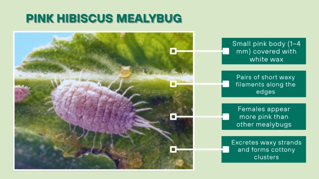 12 Common Types of Mealybugs: Identification, Habitats & Signs