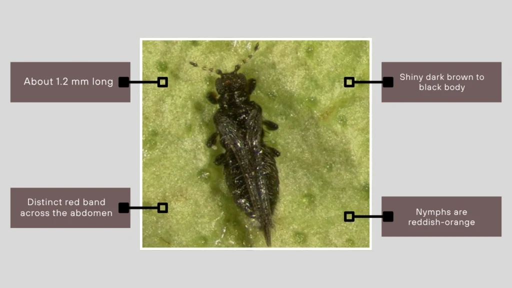 25 Types of Thrips: Identification With Name & Pictures
