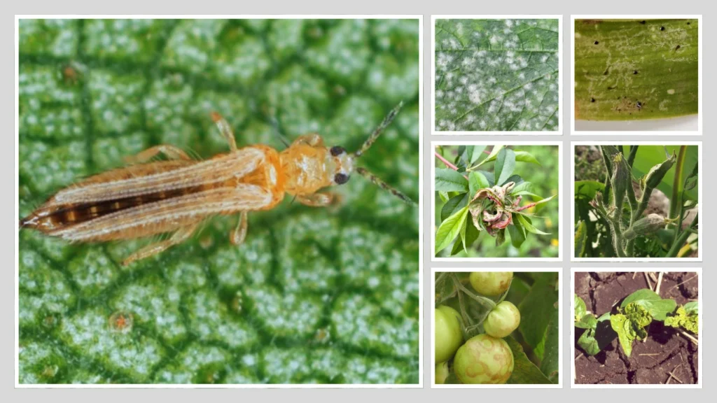 20 FAQs About Thrips: Identification, Damage, and Control