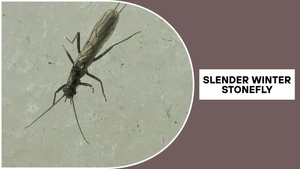 23 Common Types of Stoneflies: Identification with Pictures