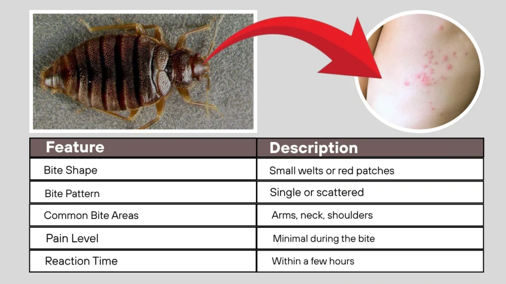 Bed Bug Bite Identification Chart With Pictures