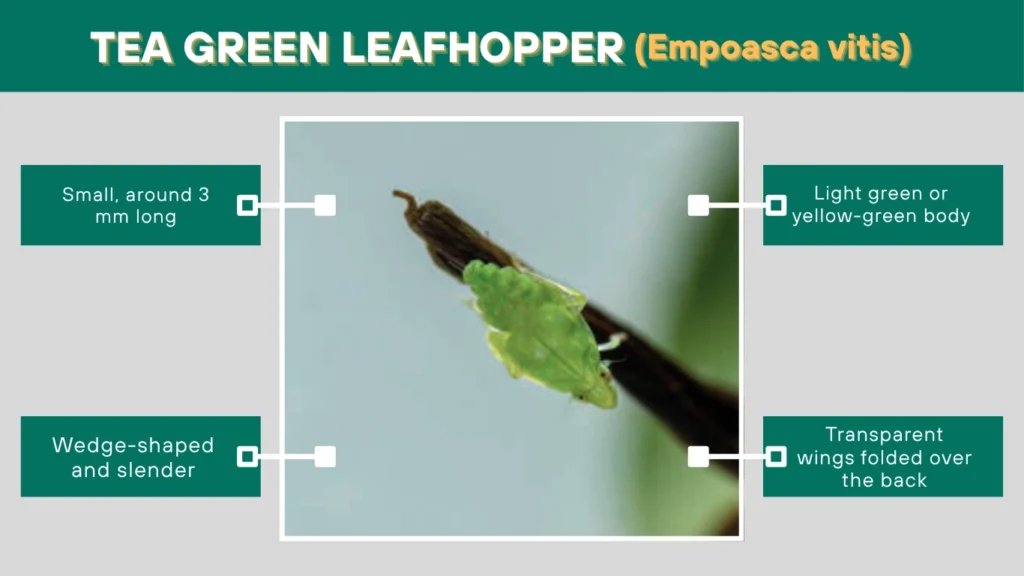 20 Common Types of Leafhoppers: Identification With Pictures