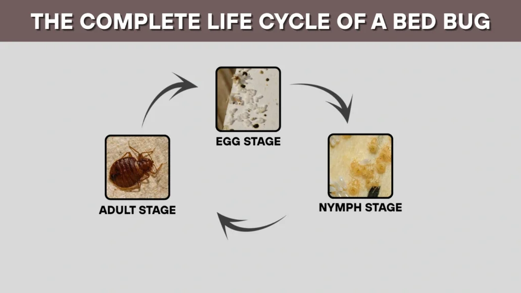 How Long Do Bed Bugs Live? Lifespan and Life Cycle