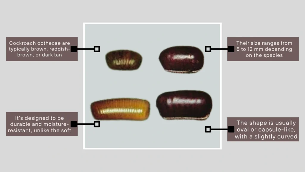 Cockroach Eggs: How They Look, Where They Hide, & Get Rid