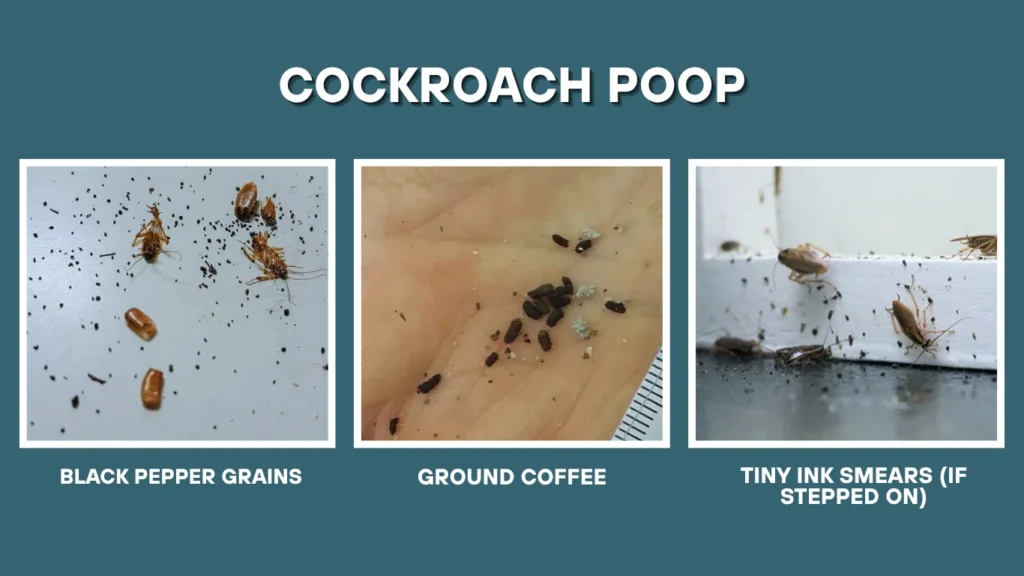 What Does Cockroach Poop Look Like? Identification