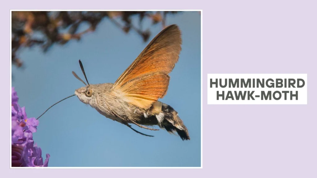 4 Moths That Looks Like a Small Hummingbird: ID & Name