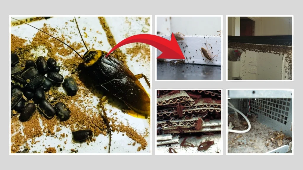 Cockroach Eggs: How They Look, Where They Hide, & Get Rid