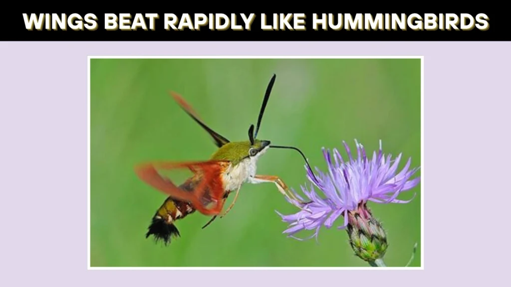 17 Unknown Facts About Hummingbird Moths: with Pictures
