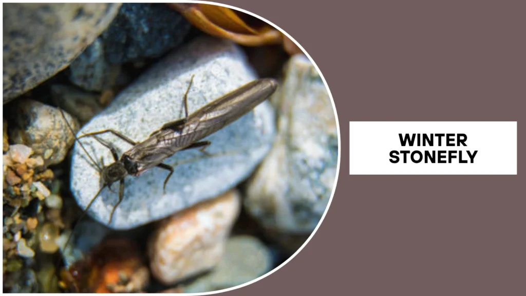 23 Common Types of Stoneflies: Identification with Pictures