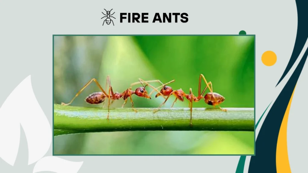 55 FAQs and Facts About Fire Ants: Bites, Behavior, and Control