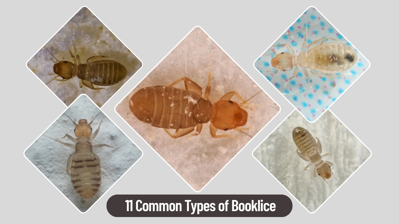 11 Common Types of Booklice (with Identification Guide)