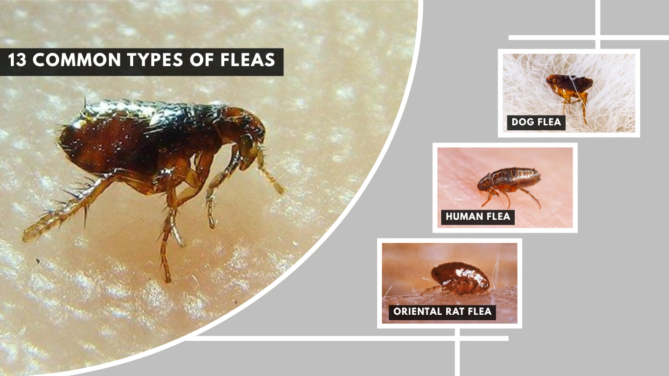 13 Common Types of Fleas: Identification and Hosts
