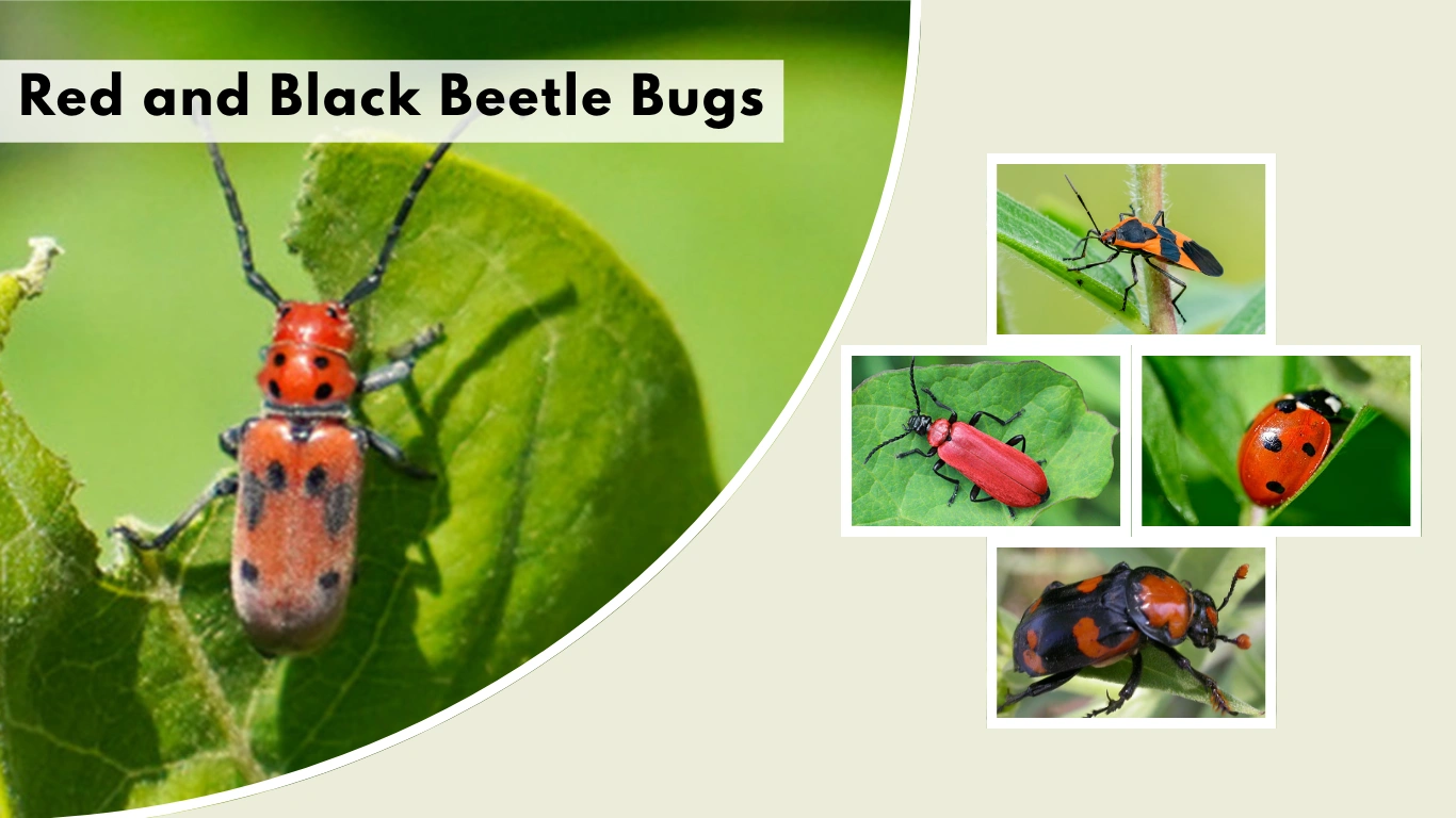 13 Types of Red and Black Beetle Bugs (ID with Pictures )