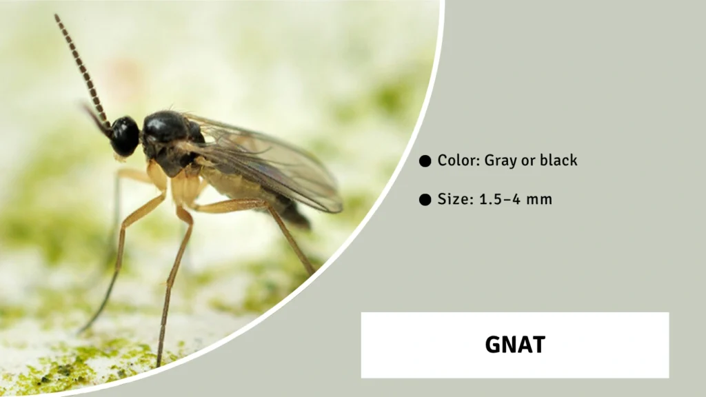 19 Types of Common Flying Insects: Identification with Pictures