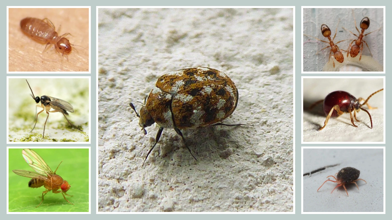 Are Common Wasps Endangered? What Science Says