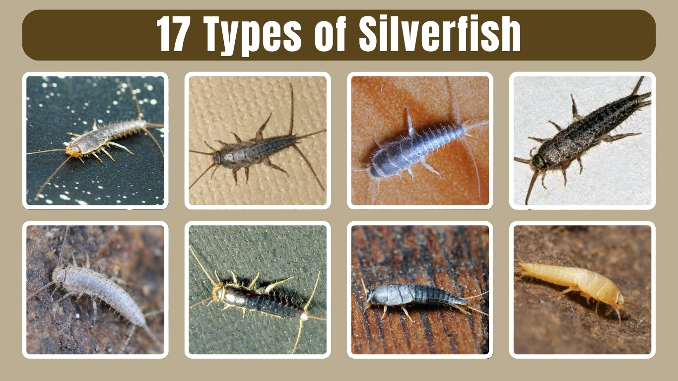 17 Types of Silverfish: Common and Regional Species